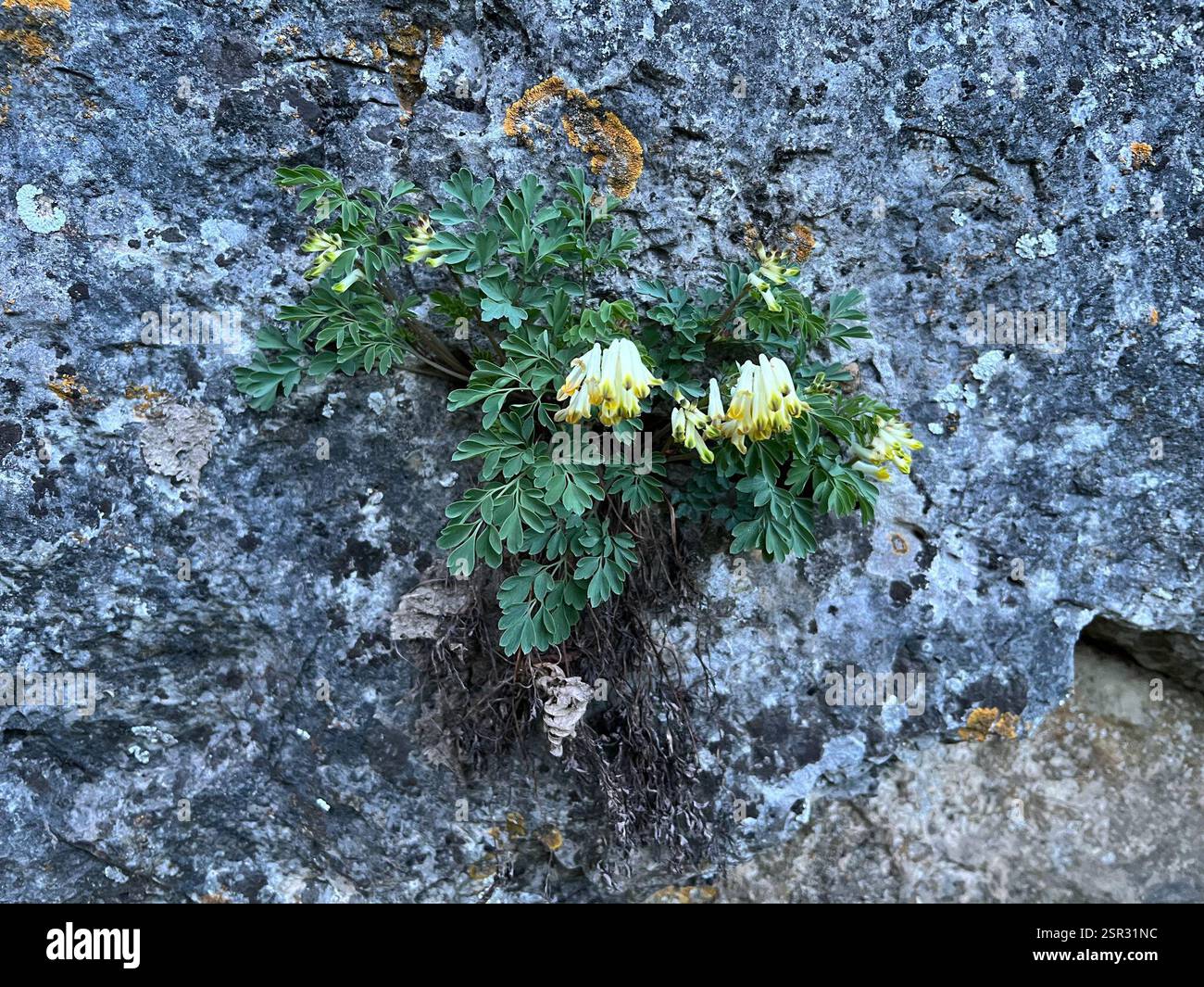 Pale Corydalis (Pseudofumaria alba), Plantae, Šipovo, Republika Srpska ...
