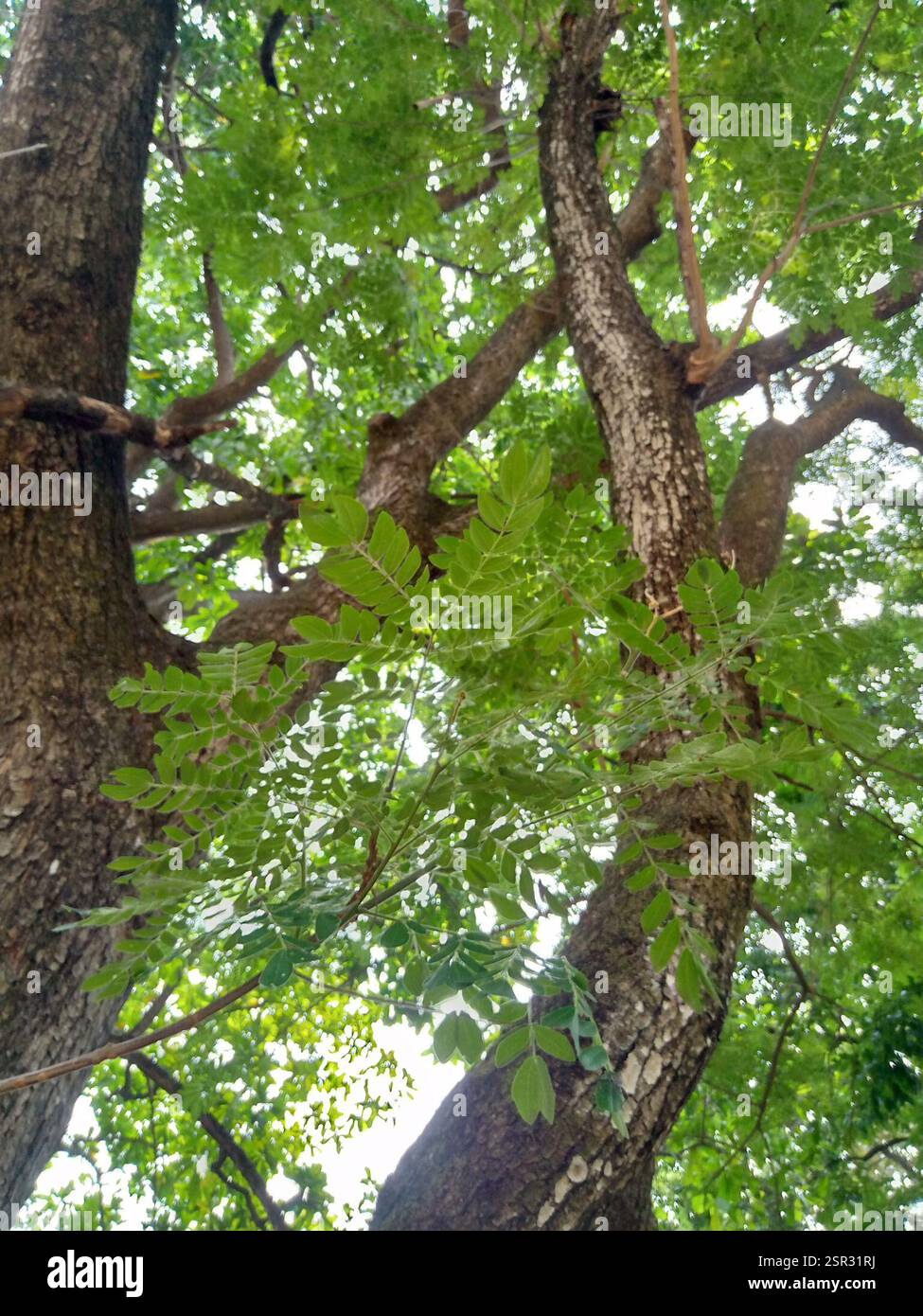 Monkey pod tree (Samanea saman), Plantae, Guanare 3350, Portuguesa ...