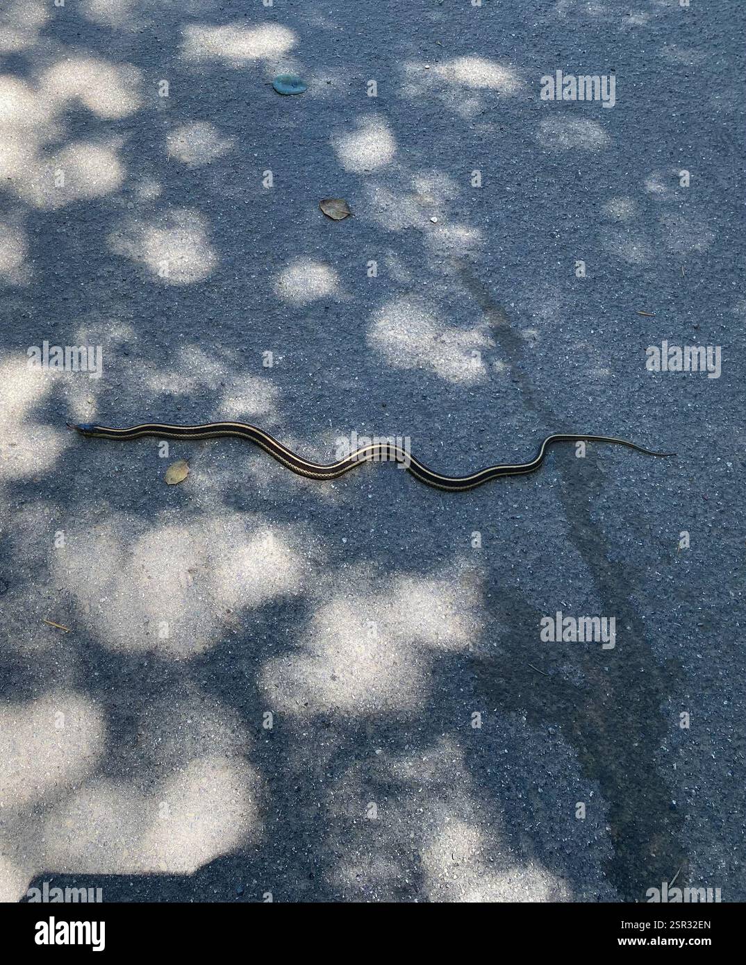 Coast Garter Snake (Thamnophis elegans terrestris), Reptilia, Anthony ...
