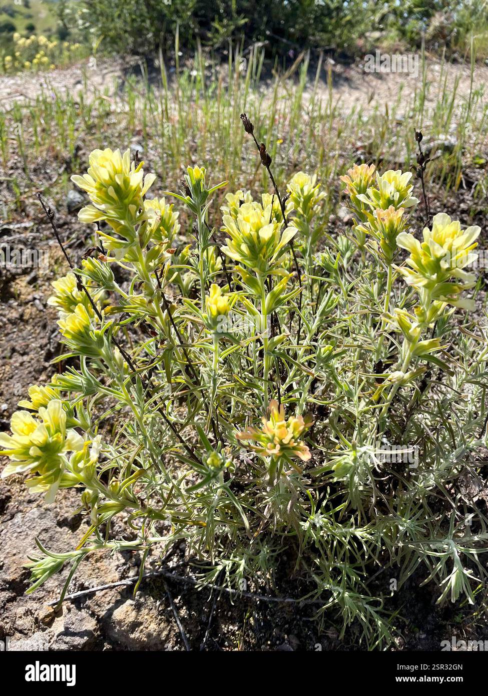 Woolly Indian Paintbrush (Castilleja foliolosa), Plantae, Fort Ord ...