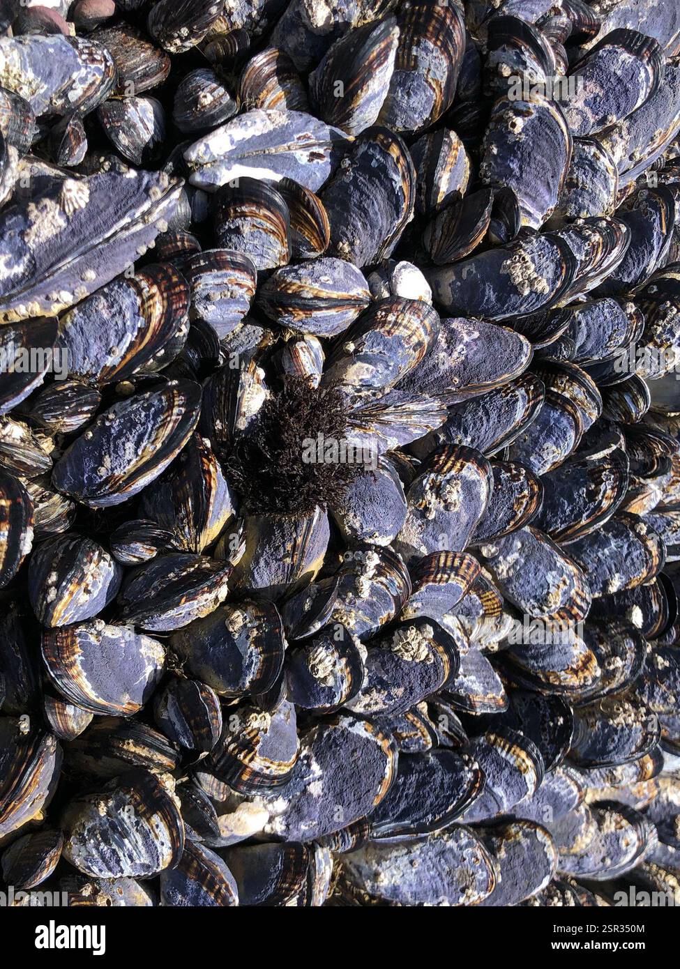 California Mussel (Mytilus californianus), Mollusca, San Mateo, Golden ...