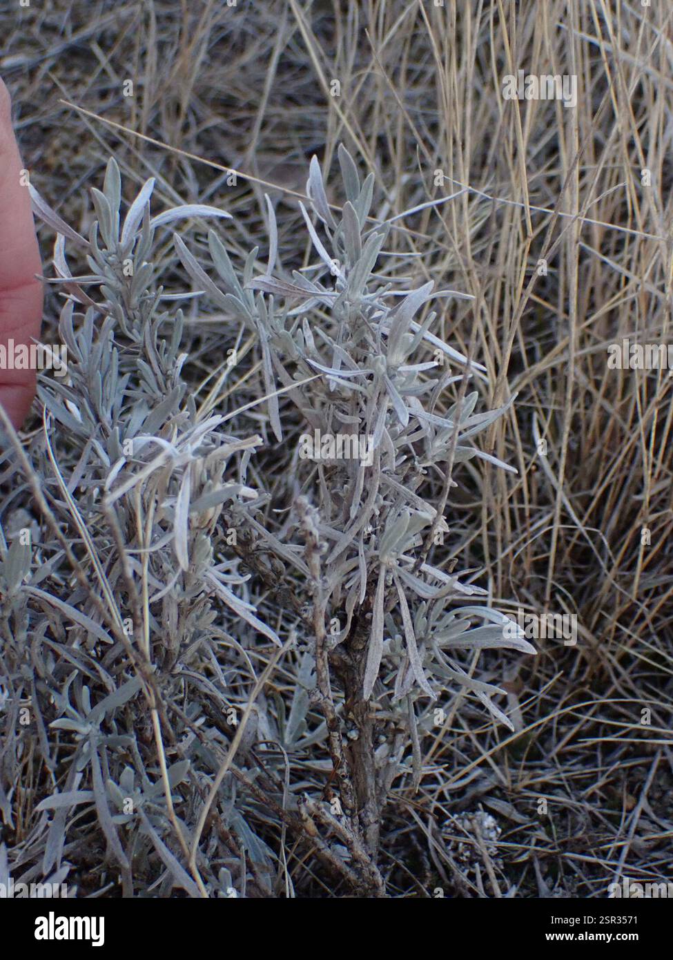 Silver Sagebrush (Artemisia cana), Plantae, Newell County No. 4, AB T0J ...