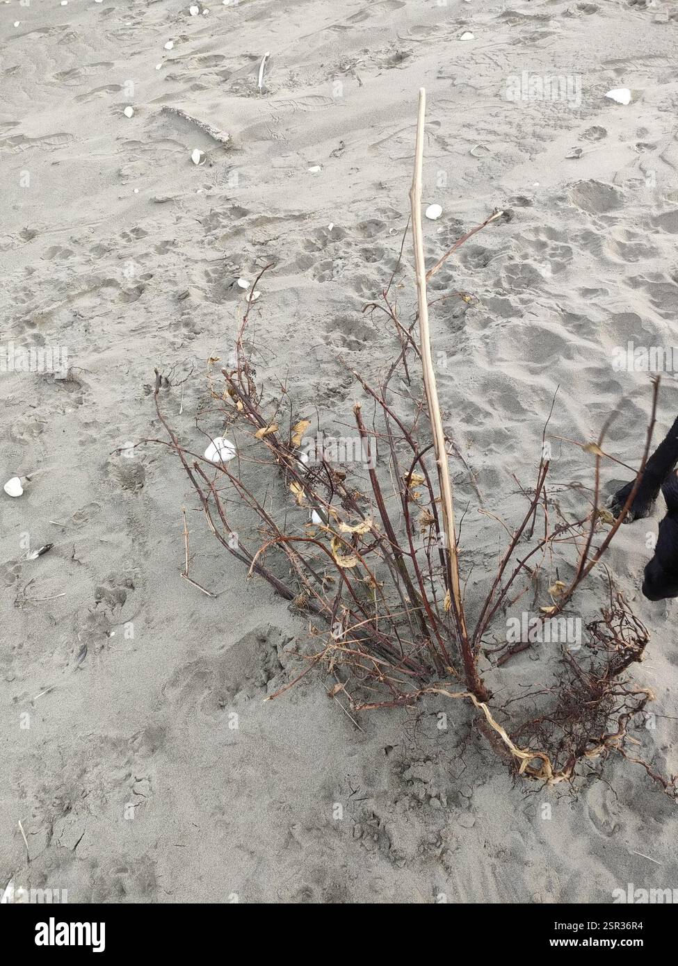 Tree Tutu (Coriaria arborea), Plantae, Christchurch City Council ...