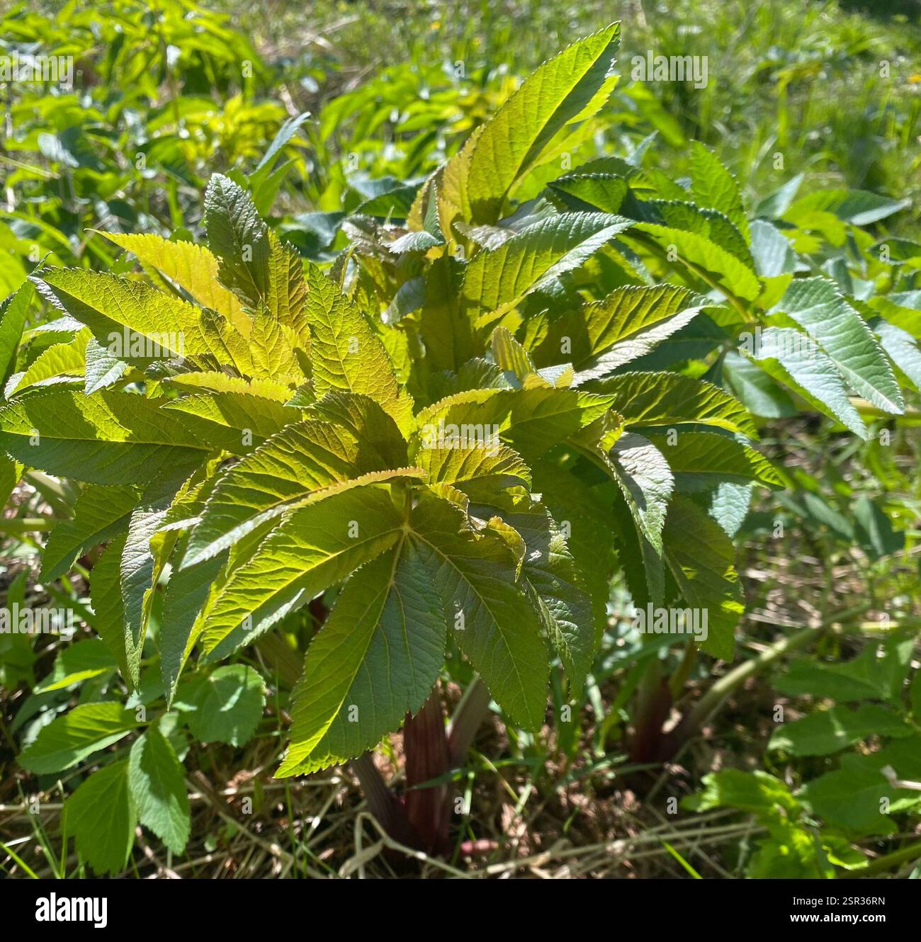 purple-stemmed angelica (Angelica atropurpurea), Plantae, The Morton ...
