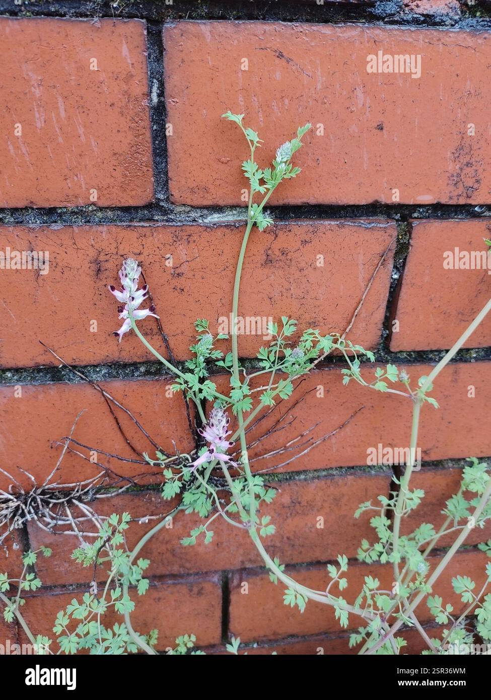 common ramping-fumitory (Fumaria muralis), Plantae, Watson Road ...