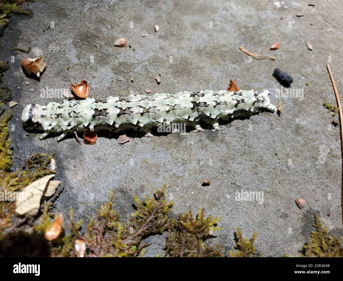 Ilia Underwing (Catocala ilia), Insecta, North Carolina, US Stock Photo - Alamy