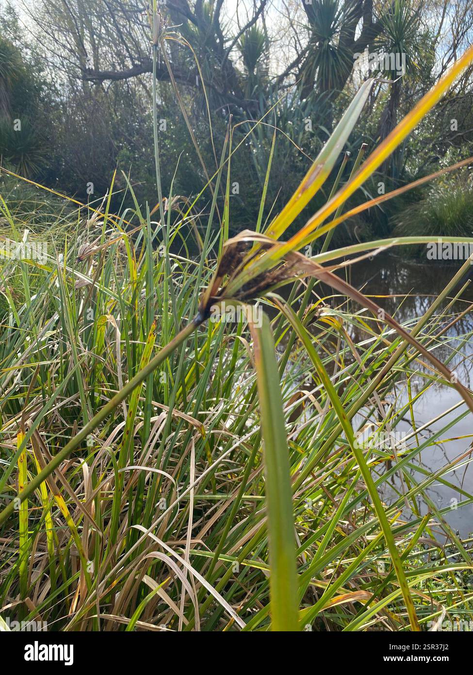 flatsedges (Cyperus), Plantae, Travis Wetland Nature Heritage Park ...