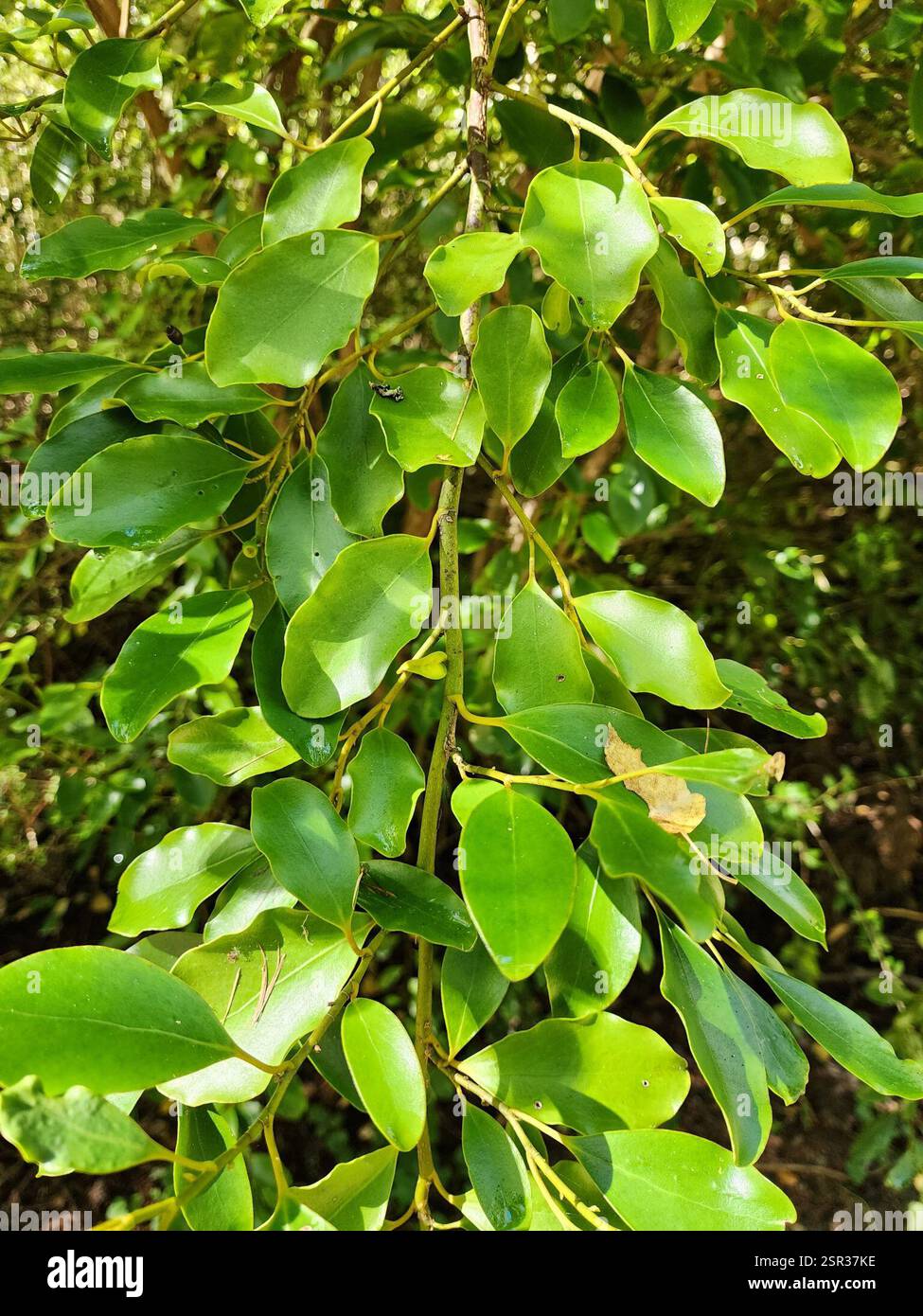 New Zealand Broadleaf (Griselinia littoralis), Plantae, Hanmer Springs ...