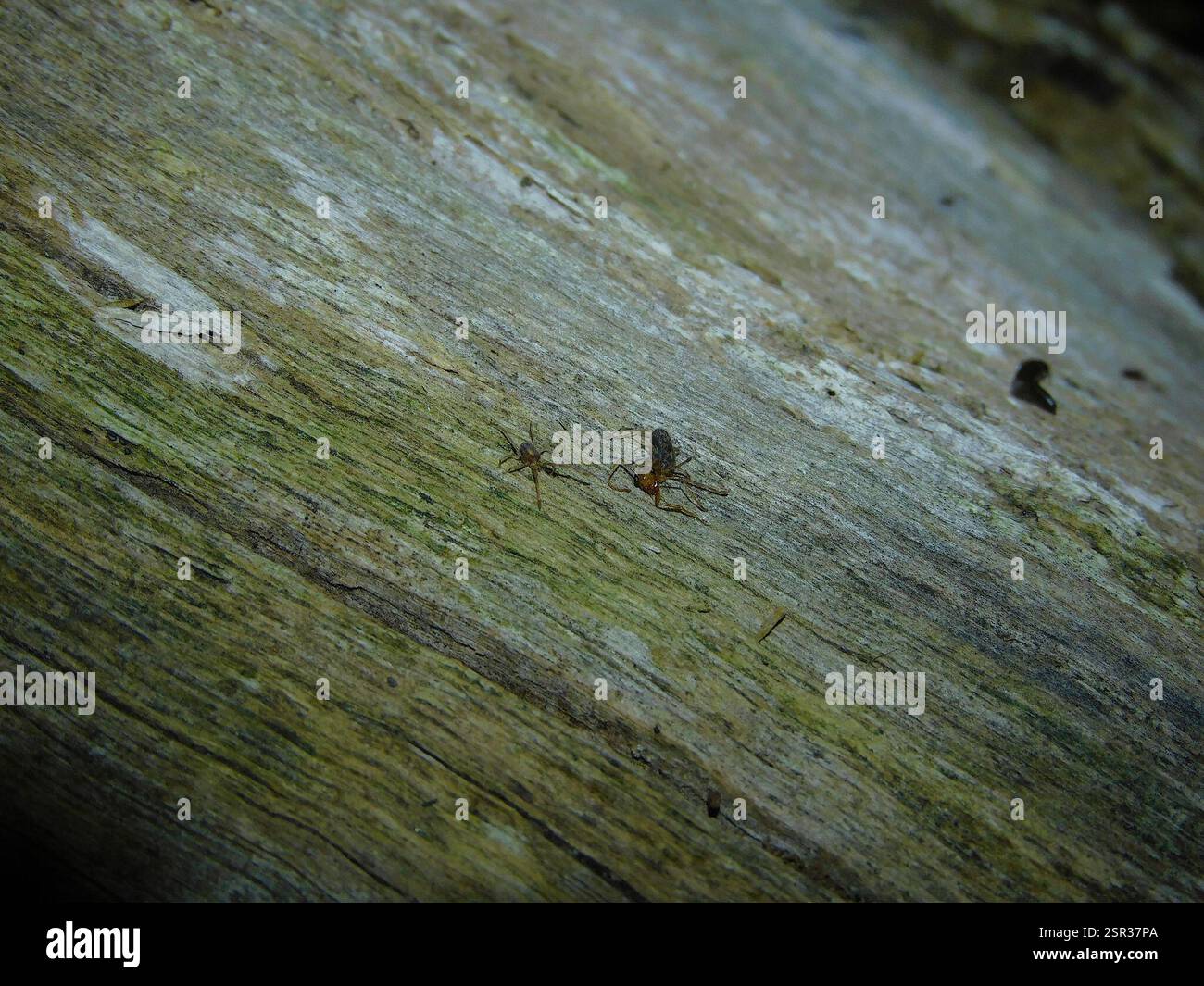 (Erythraeidae), Arachnida, Truganini Track, Taroona TAS 7053, Australia ...