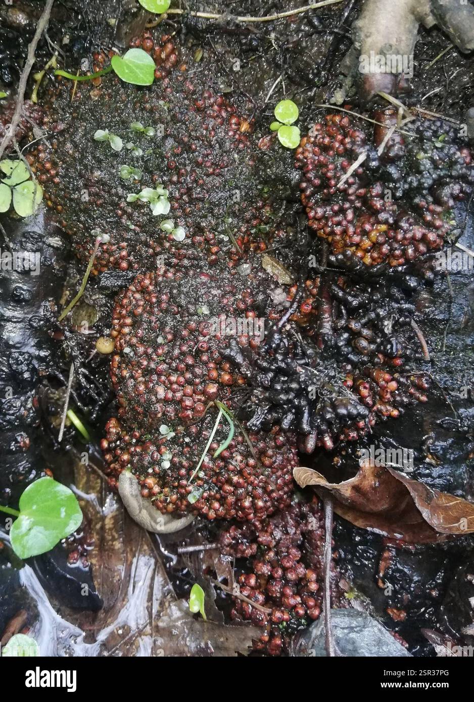 Alder Root Gall Bacteria (Frankia alni), , Ballenstedt, Germany, Stream ...