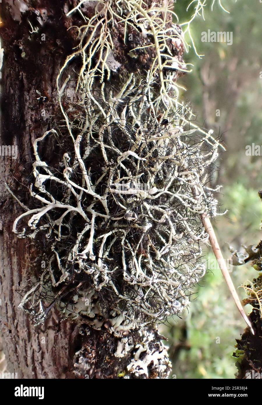 Elegant Fringe Lichen (Heterodermia leucomelos), Fungi, Chatham Islands ...