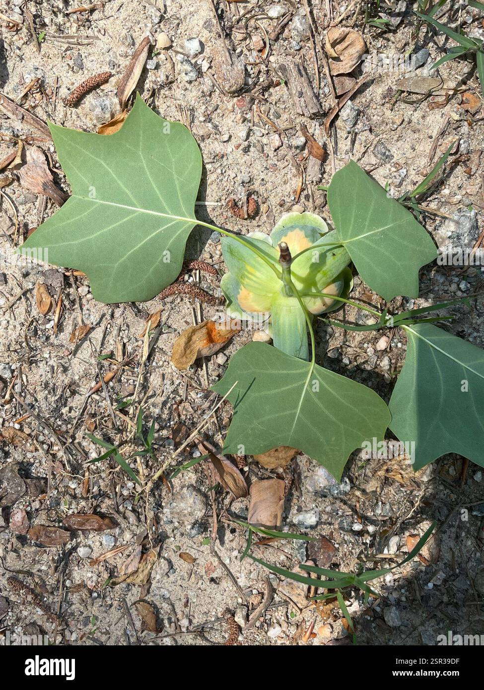 tulip tree (Liriodendron tulipifera), Plantae, Old Ferry Rd, Morven, NC ...
