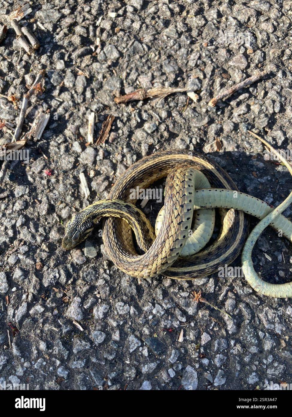 Common Garter Snake (Thamnophis sirtalis), Reptilia, Fairfax County, US ...