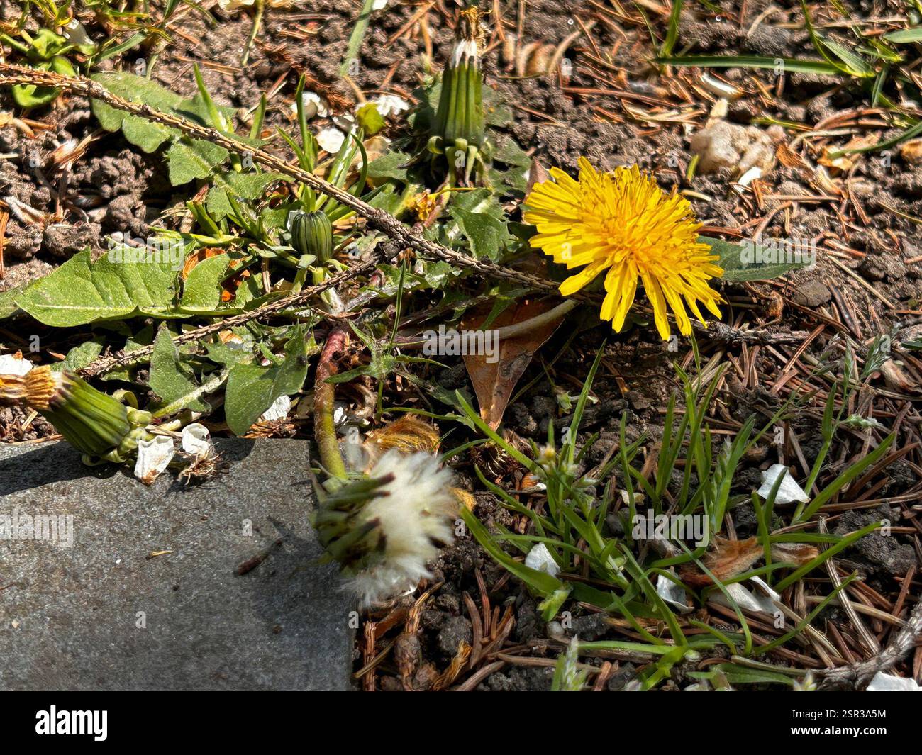 common dandelion (Taraxacum officinale), Plantae, Long Island ...