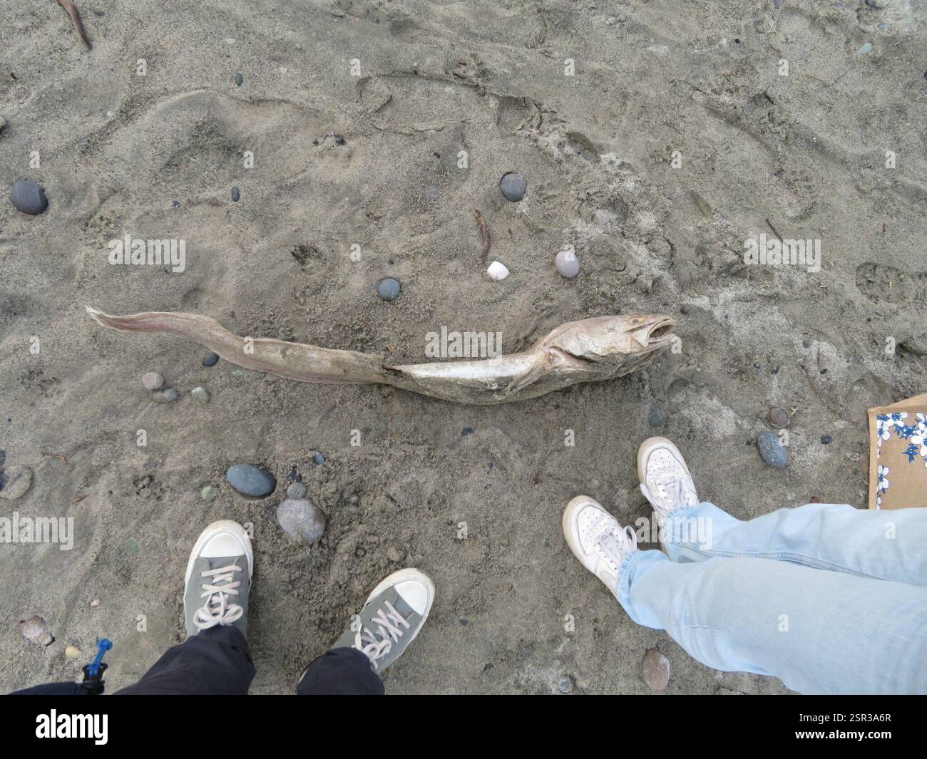 Pink Ling (Genypterus blacodes), Actinopterygii, Gemstone Beach Stock ...