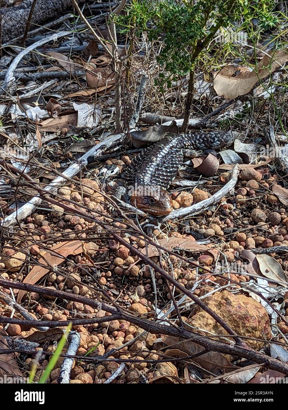 Southwestern Shingleback (Tiliqua rugosa rugosa), Reptilia, Western ...