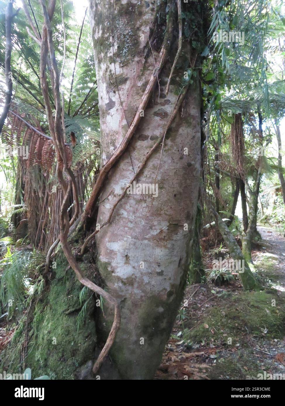 kāmahi (Pterophylla racemosa), Plantae, Hapuka Estuary Walk Stock Photo ...