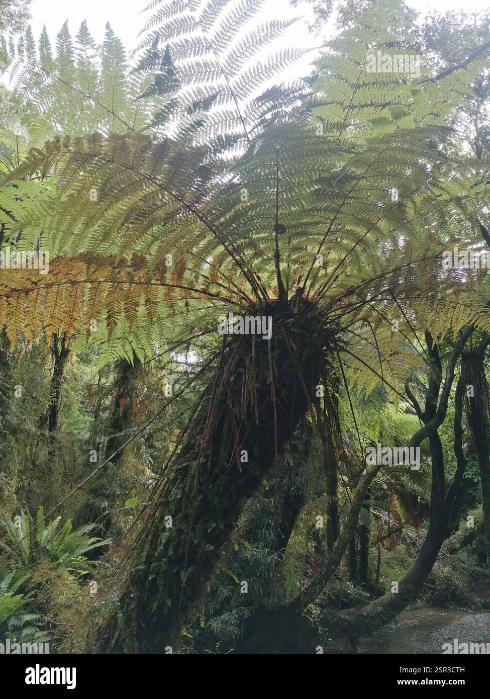 golden tree fern (Dicksonia fibrosa), Plantae, 7886, New Zealand Stock ...