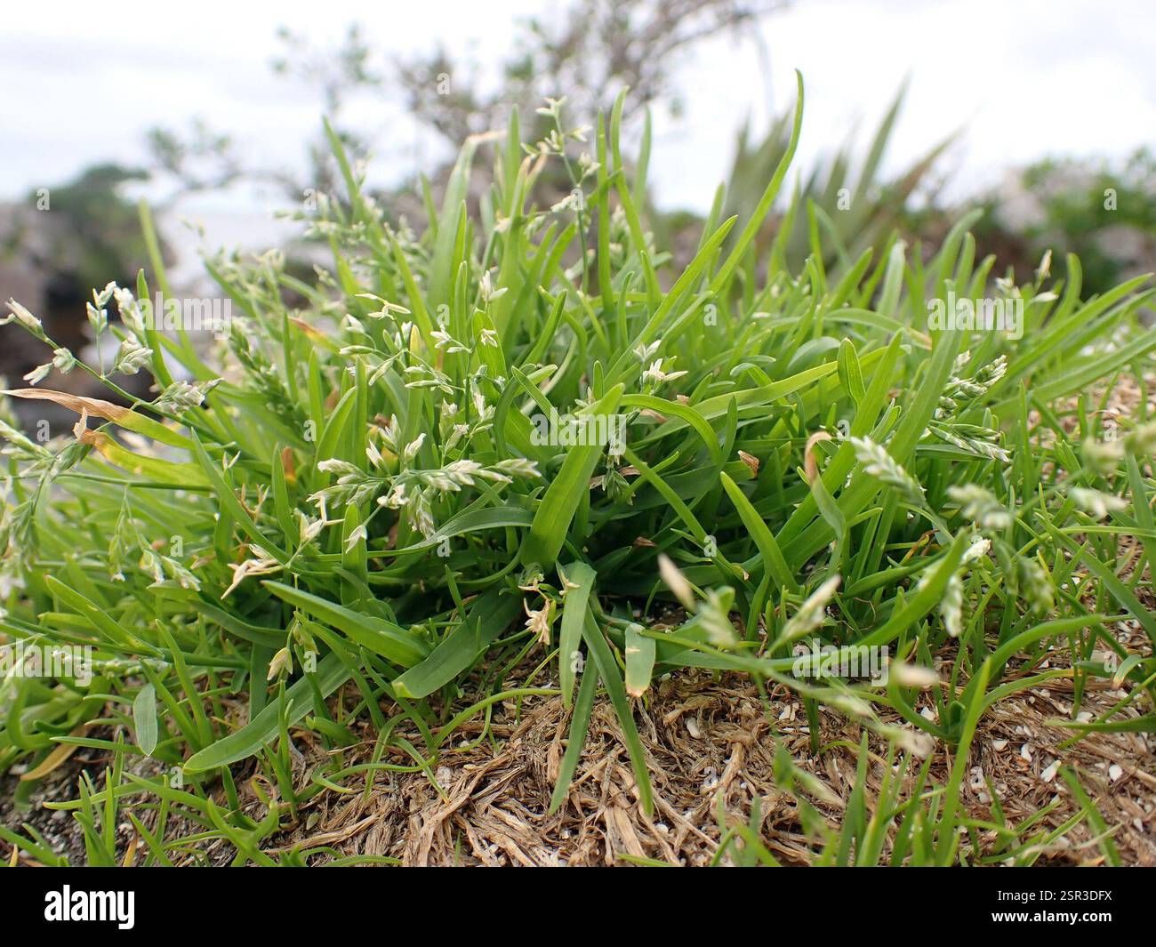 Annual grass poa annua seedlings hi-res stock photography and images ...