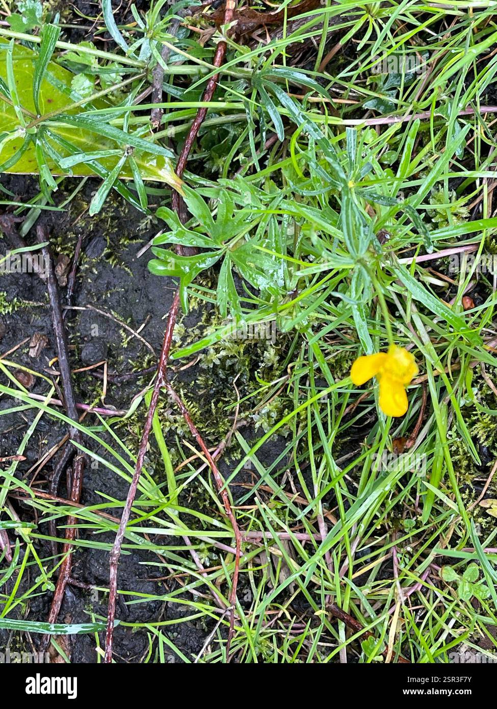 Goldilocks Buttercup (Ranunculus auricomus), Plantae, Croxteth Country ...