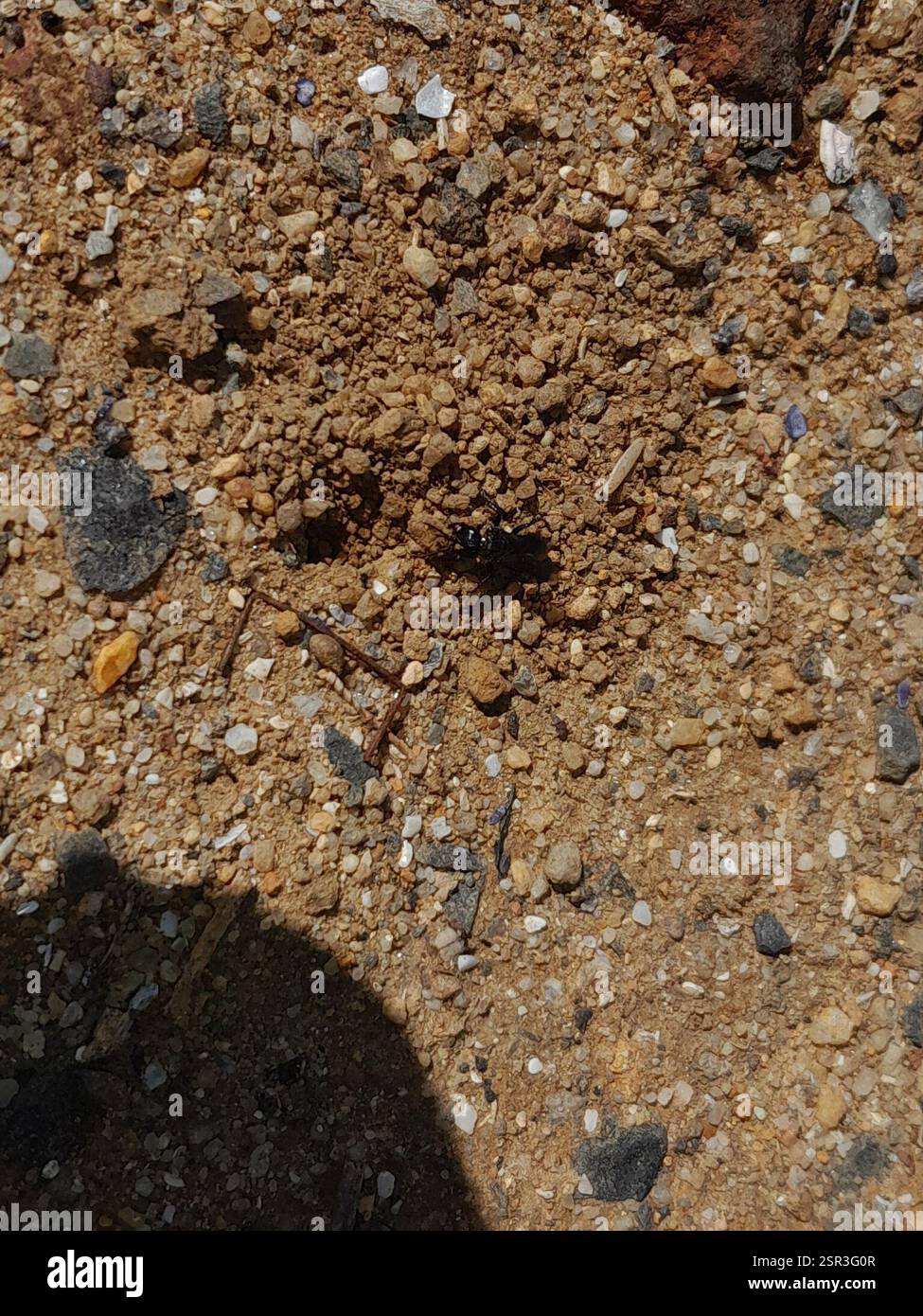 Ants, Bees, Wasps, and Sawflies (Hymenoptera), Insecta, Surrey, Mouille ...