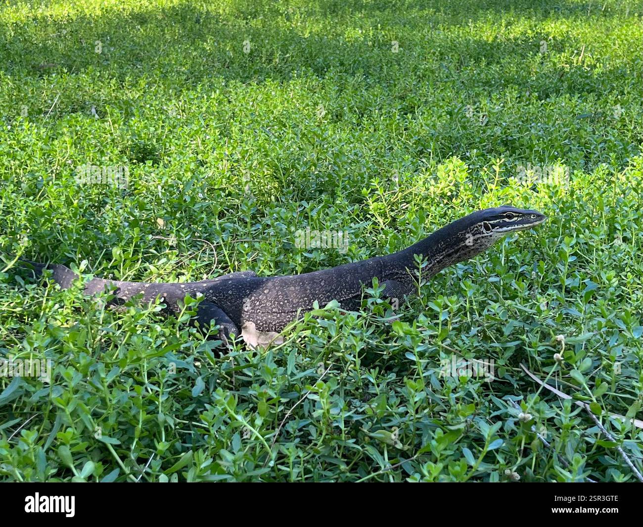 Eastern Argus Monitor (Varanus panoptes panoptes), Reptilia, Bribie ...