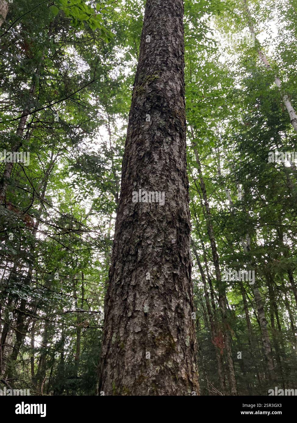 No epi hi-res stock photography and images - Alamy