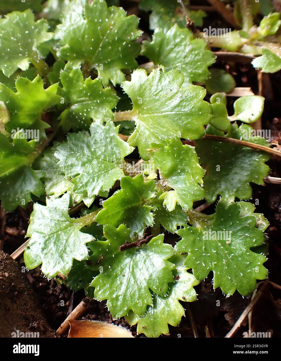 (Gunnera monoica), Plantae, Chatham Islands, Rekohu (Chatham Island ...