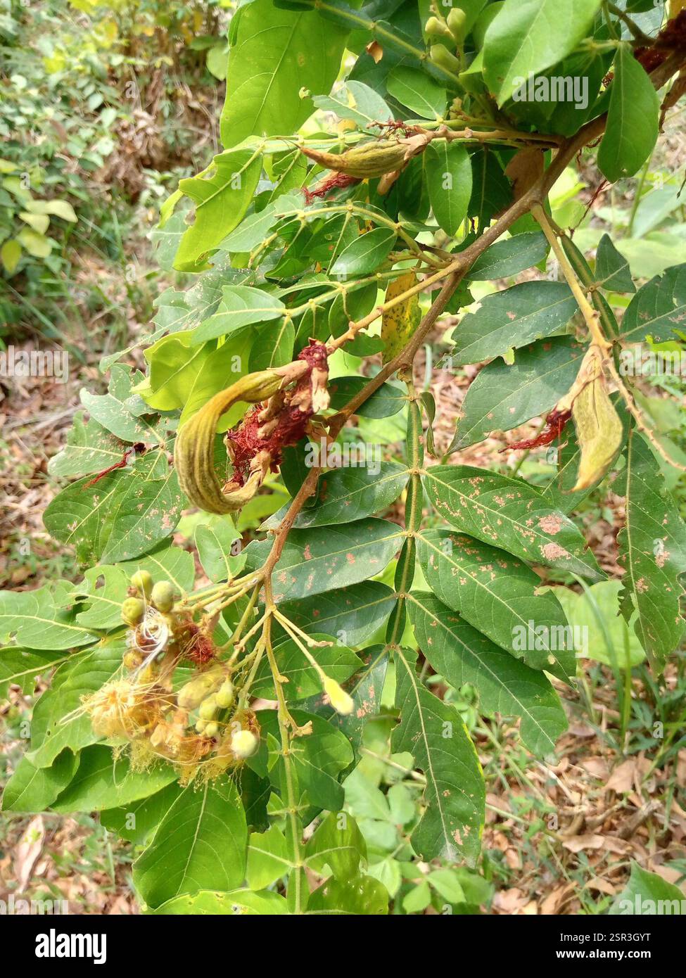 river koko (Inga vera), Plantae, 26WW+XQ, Guanare 3350, Portuguesa ...