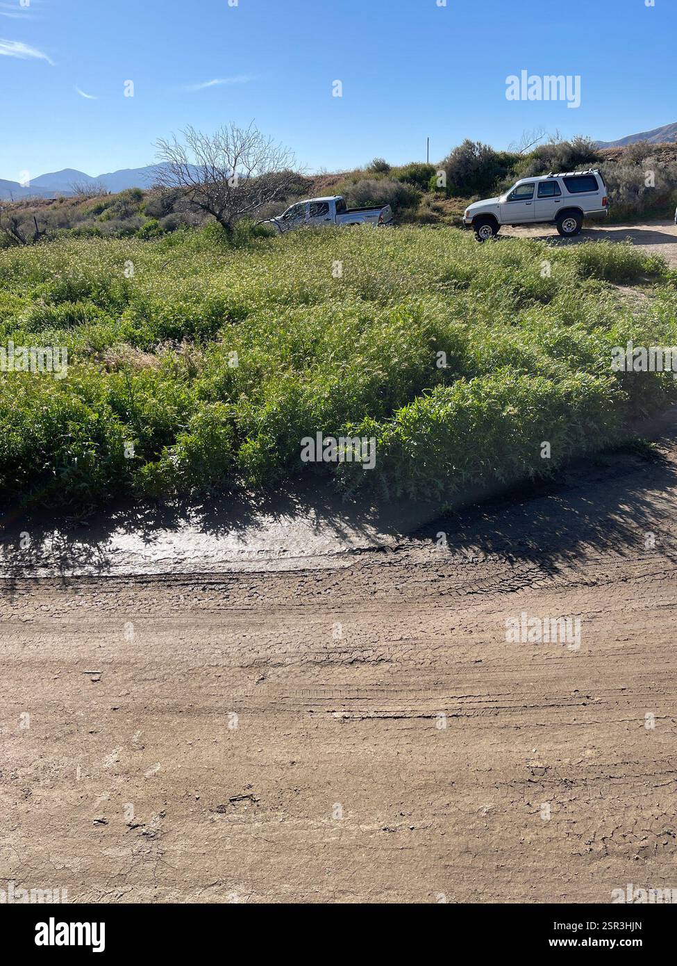 London rocket (Sisymbrium irio), Plantae, Anza-Borrego Desert State ...
