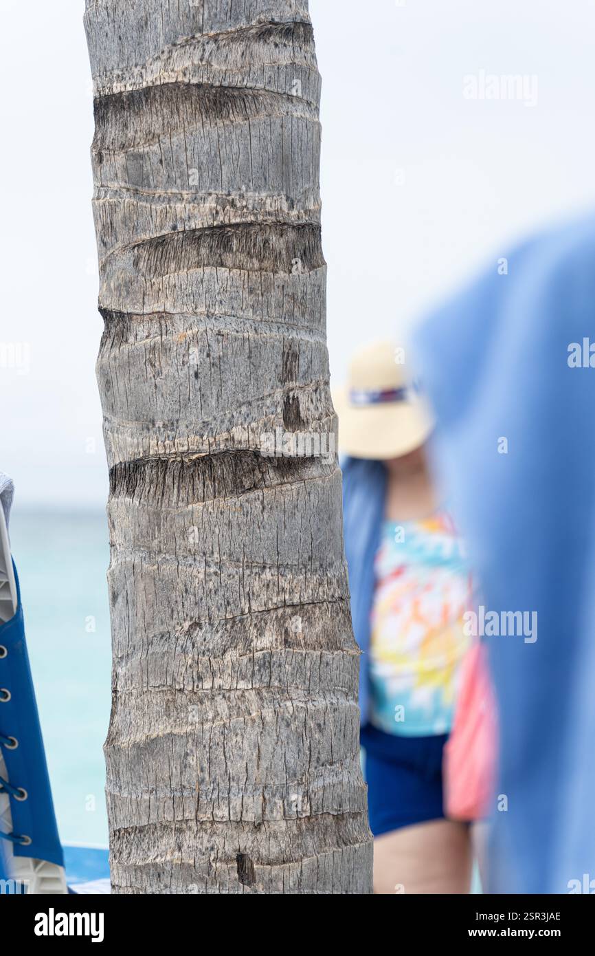 coconut tree trunk on seaside beach Stock Photo - Alamy