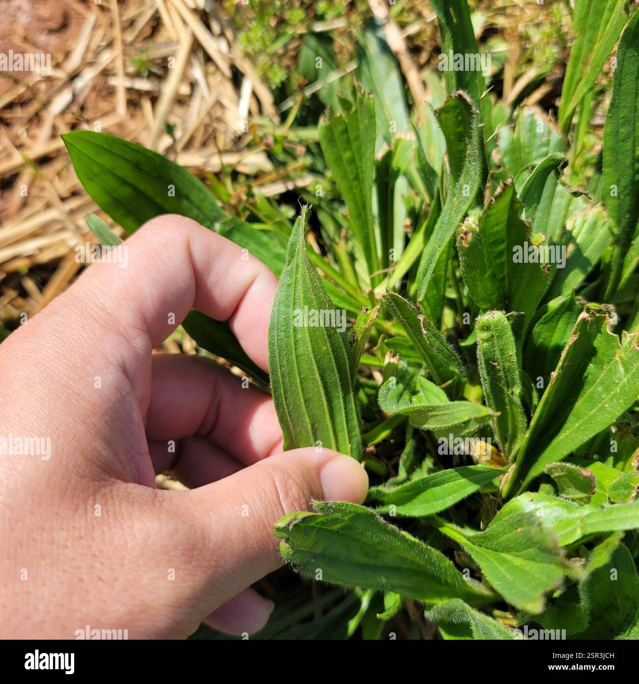 ribwort plantain (Plantago lanceolata), Plantae, Lawrenceville, GA ...