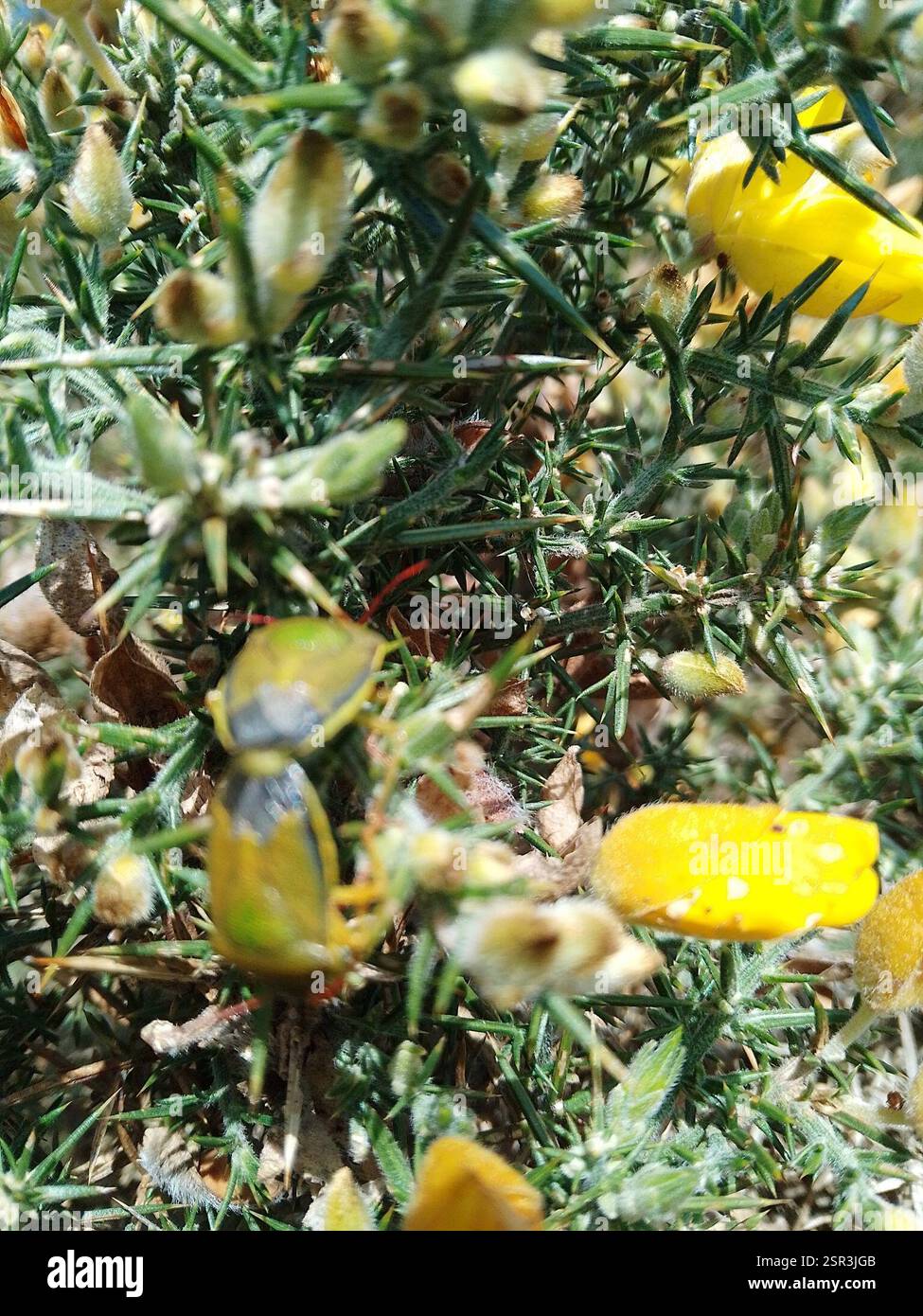 Gorse Shield Bug (Piezodorus lituratus), Insecta, Balgreen Road ...