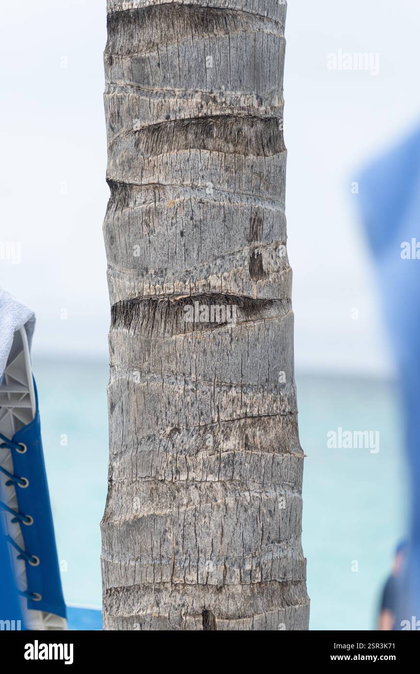 coconut tree trunk on seaside beach Stock Photo - Alamy