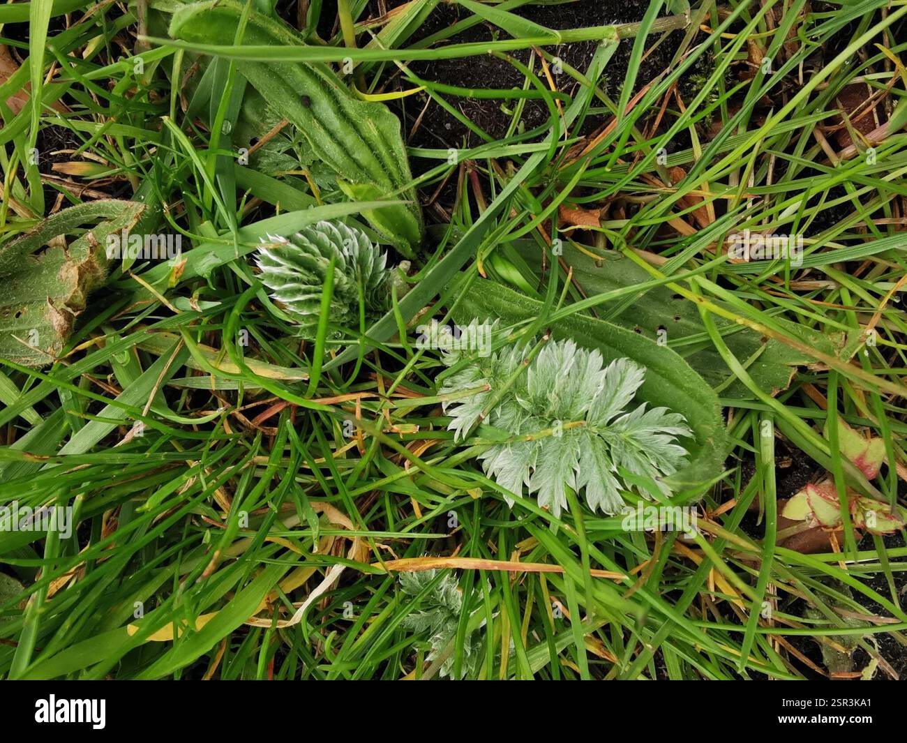 common silverweed (Argentina anserina), Plantae, Roe Cross Hotel ...