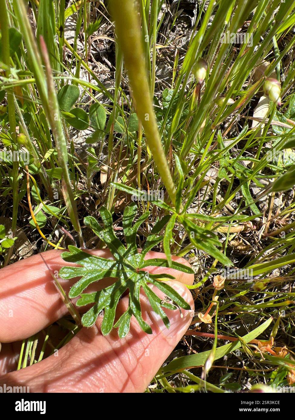 checkerbloom (Sidalcea malviflora), Plantae, Butterfield Rd, San ...