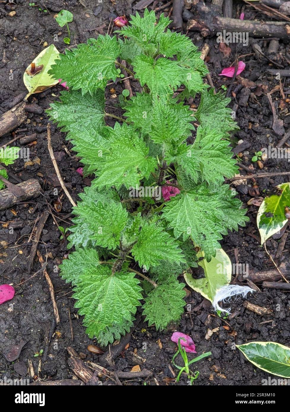 nettles (Urtica), Plantae, Mick Ronson Memorial, Hull HU8 8JU, UK Stock ...