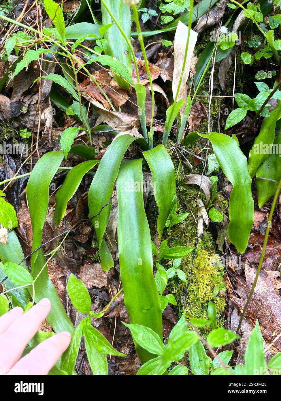 Fraser's Sedge (Carex fraseriana), Plantae, North Carolina, US Stock ...
