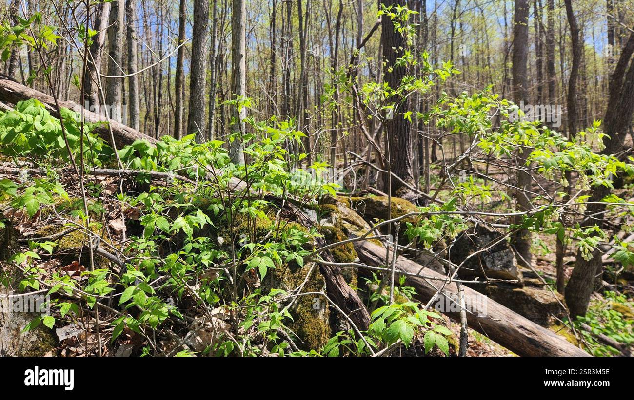 American bladdernut (Staphylea trifolia), Plantae, Charles C. Deam ...