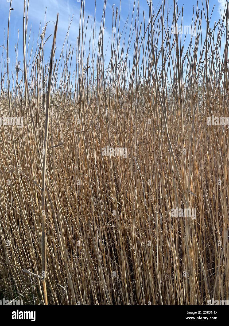 common reed (Phragmites australis), Plantae, Lily Pons Rd, Adamstown ...