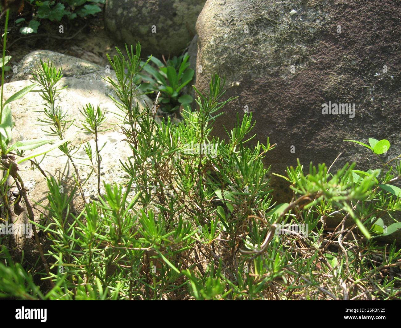 Cumberland rosemary hi-res stock photography and images - Alamy