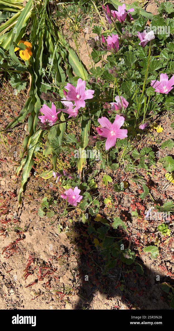 checkerbloom (Sidalcea malviflora), Plantae, San Bruno Mountain State ...