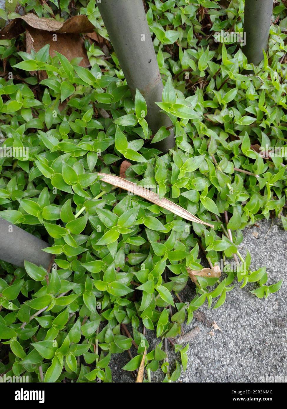 Turtle Vine (Callisia repens), Plantae, 231, Taiwan, 新北市新店區中華里 Stock ...