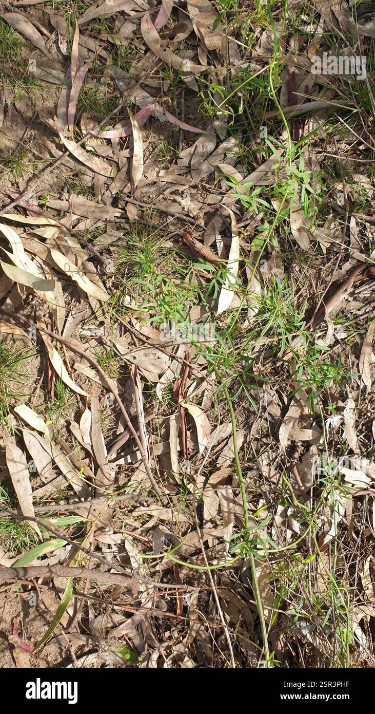 Small-leaved Clematis (Clematis microphylla), Plantae, Bulla VIC 3428 ...