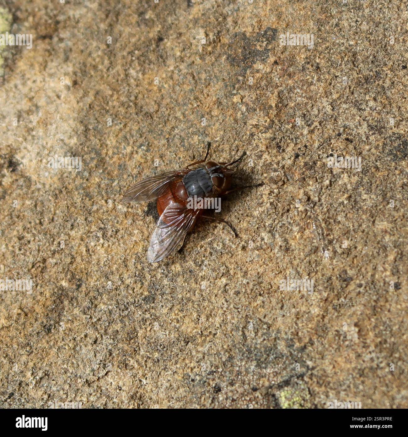 (Calliphora nigrithorax), Insecta, Lake Sorell, Interlaken, Tasmania ...