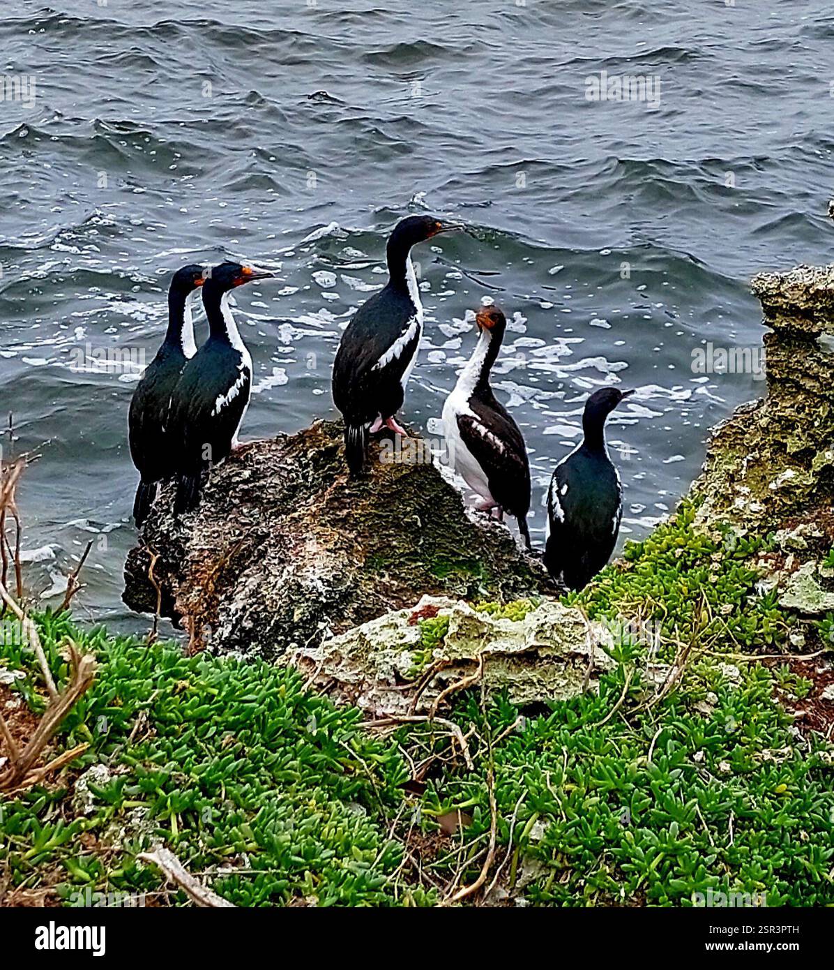 Chatham Shag (Leucocarbo onslowi), Aves, Chatham Islands, Rekohu ...