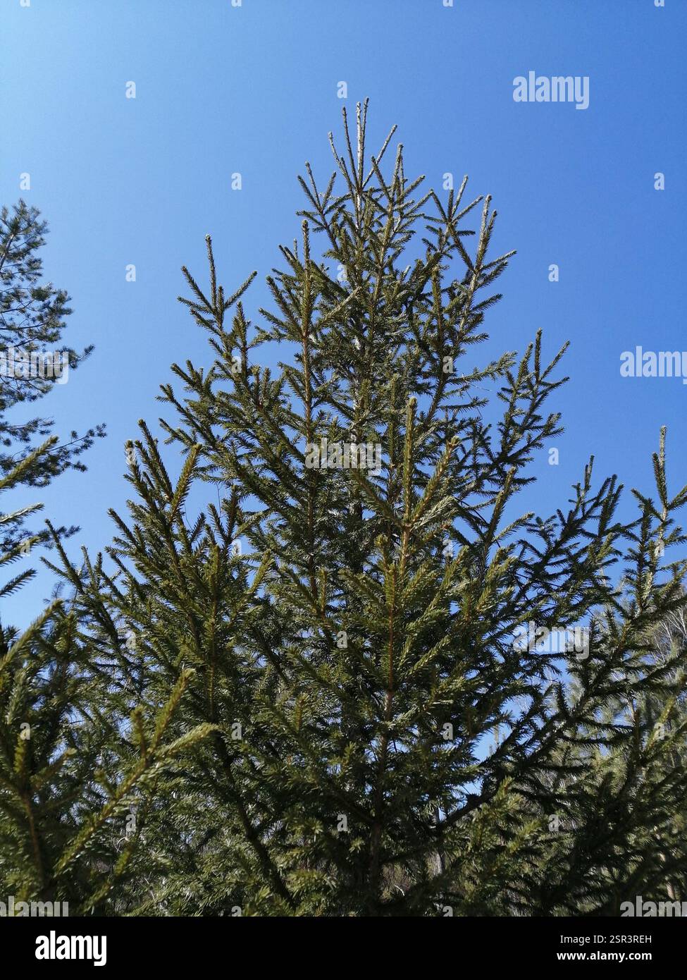 Siberian spruce (Picea obovata), Plantae, Иркутская обл., Россия ...