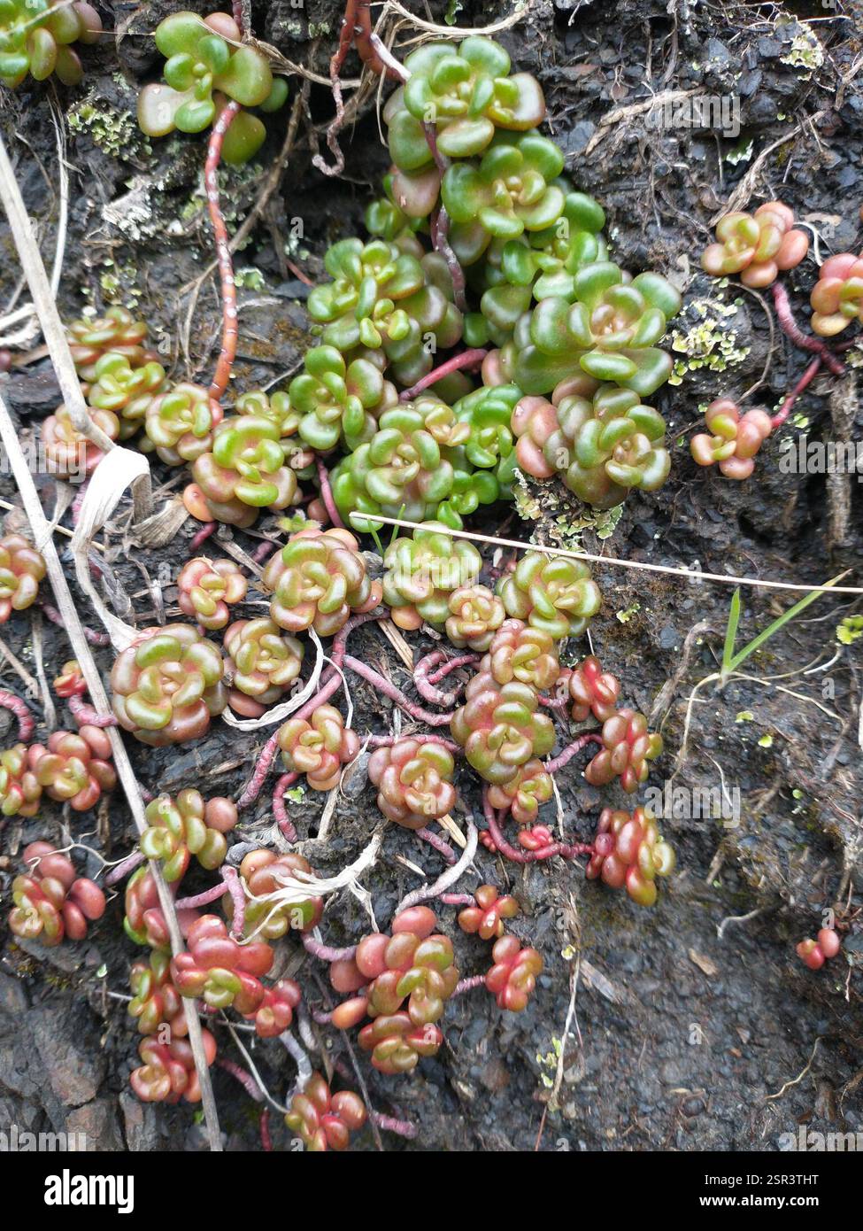 Oregon Stonecrop (Sedum oreganum), Plantae, Clatsop County, US-OR ...