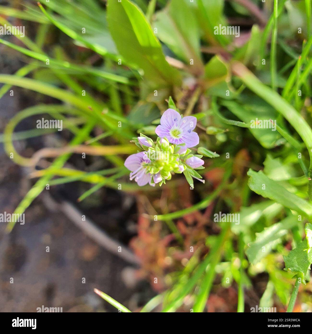 blue water-speedwell (Veronica anagallis-aquatica), Plantae, Stromlo ...