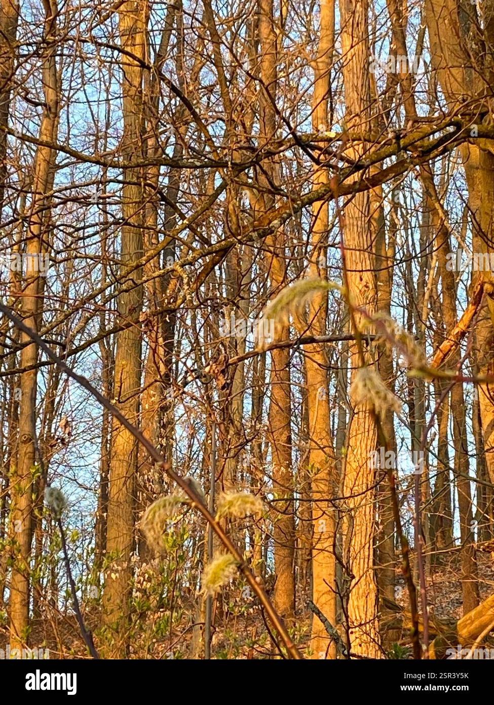 Willows (Salix), Plantae, Mogadore, OH, US Stock Photo - Alamy